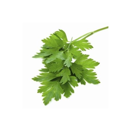 PEREJIL LISO (unidad) - Comer Sano